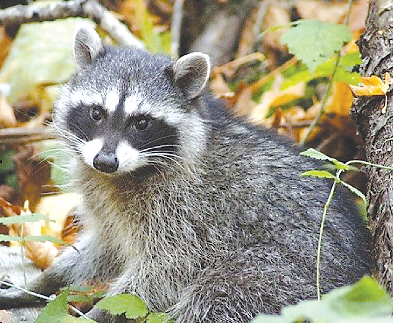 Raccoon positive for rabies in the Town of Rockland - Sullivan County ...