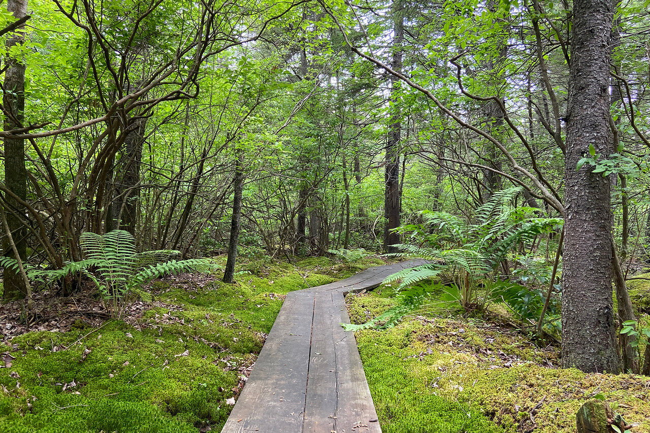 Delaware Highlands Conservancy announces Spring Bog Walk this Saturday ...