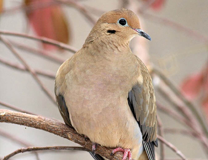 Tennessee traditional dove season opener Sept. 1 | Sparta Live