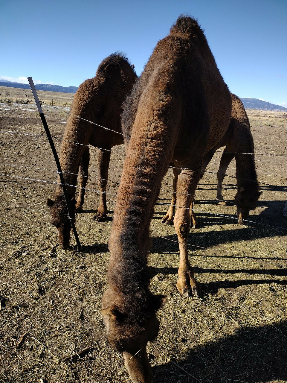 Camels on a farm in the San Luis Valley - The Conejos County Citizen