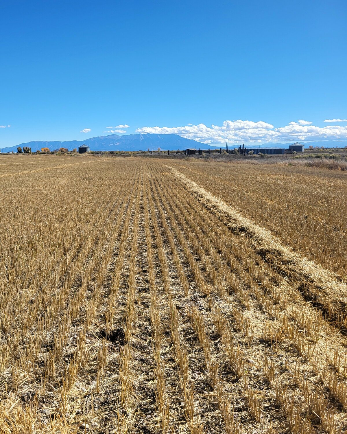 RiGHT Launches Innovative Revegetation Project - The Alamosa News