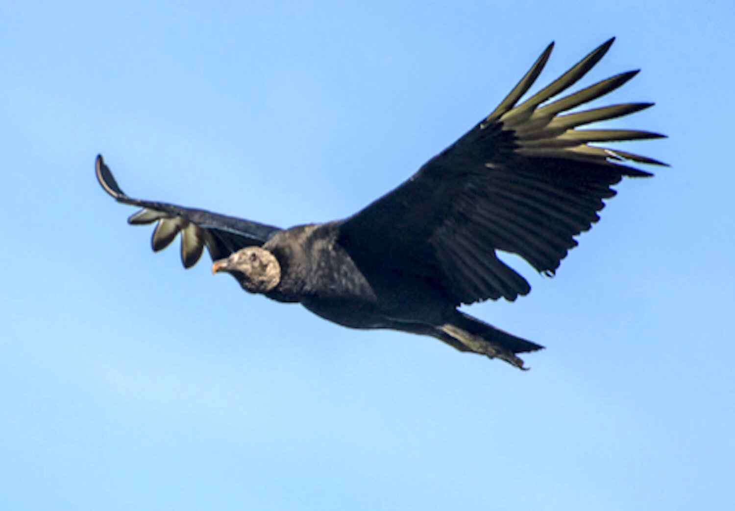Mitigate nuisance black vultures on your farm - The Index