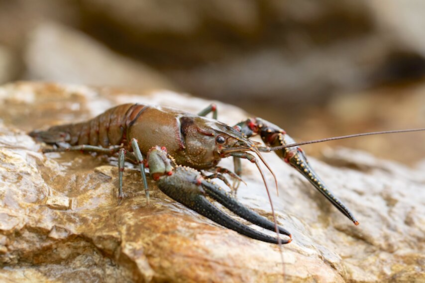 Paint a crayfish with MDC virtual program - The Tipton Times