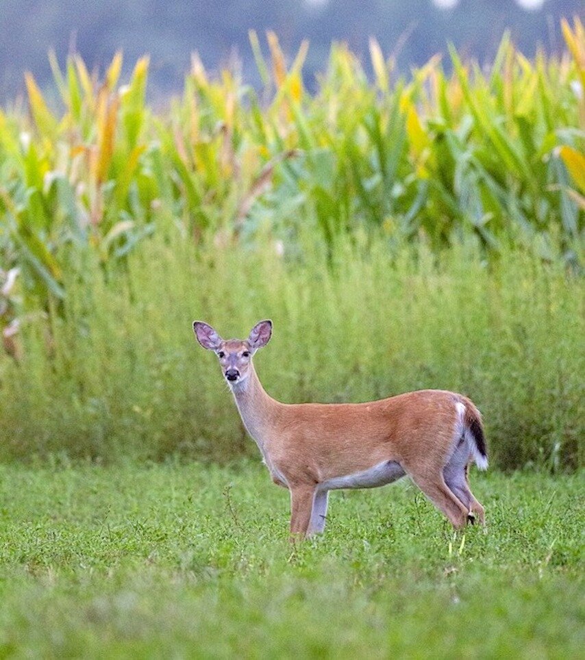 MDC and NDA host webinar on reducing crop damage by deer - The Tipton Times