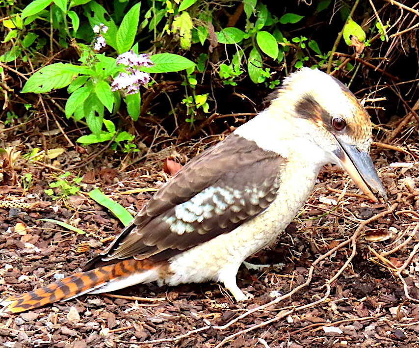 Taking a bucket list trip in search of the kookaburra and more - The ...