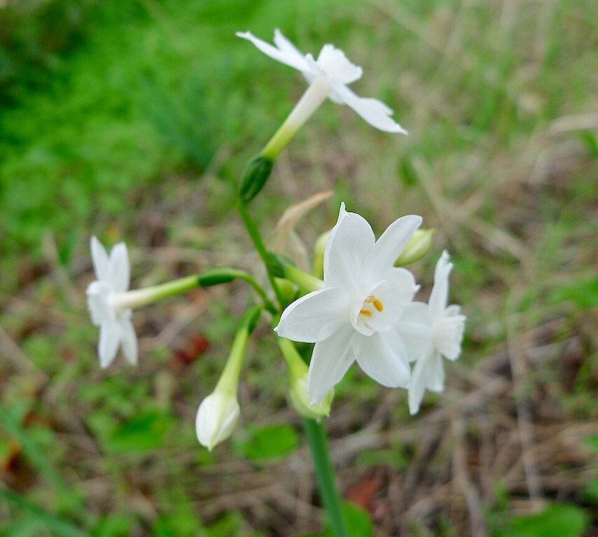 Paperwhites: Just add water for instant spring - The Tipton Times